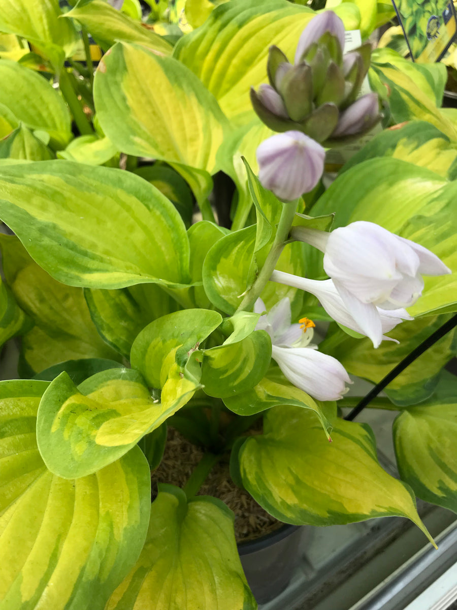 Hosta 'Lakeside Banana Bay' – Loen Nursery, Inc.